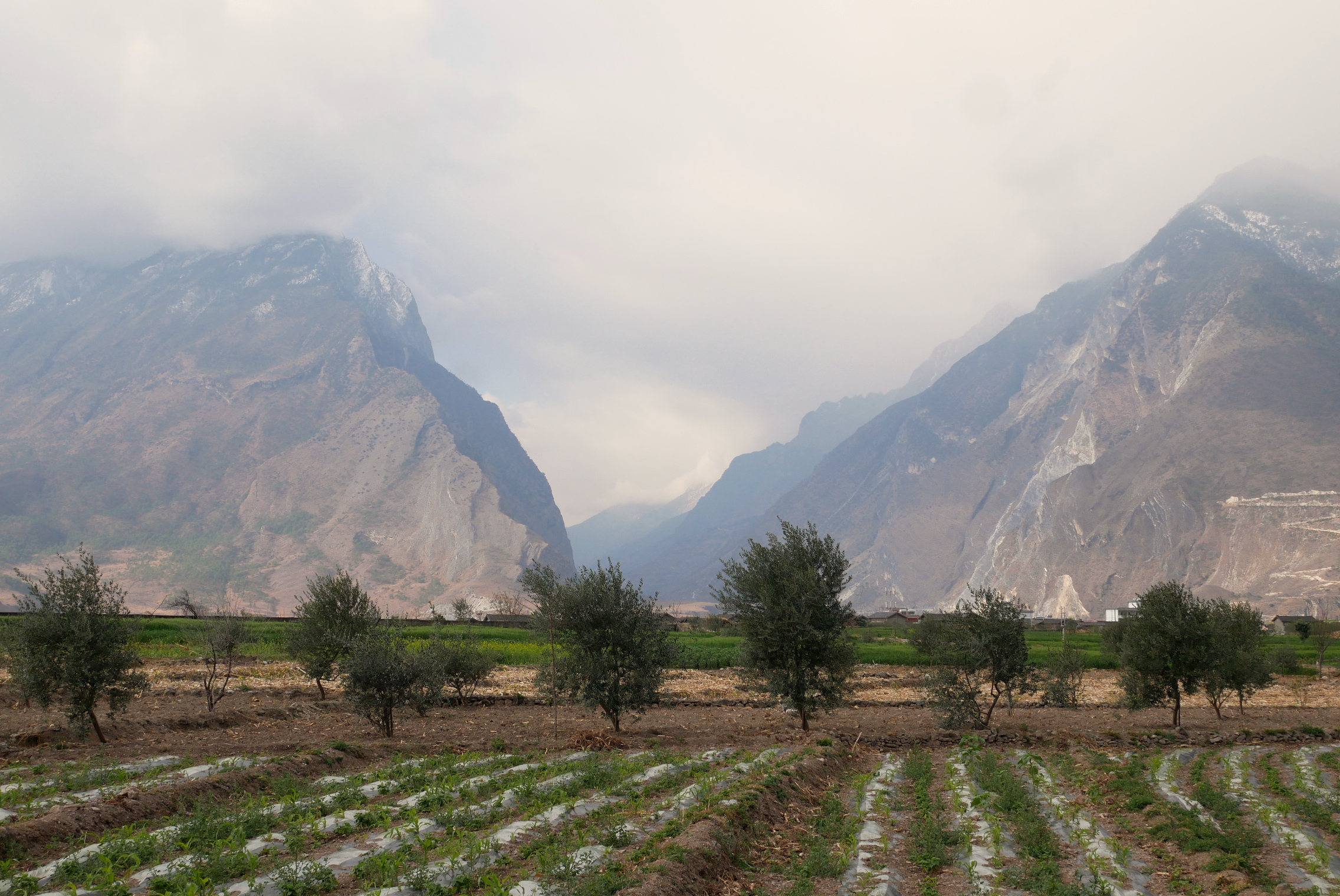 Olive oil Made in China – In Olio Veritas