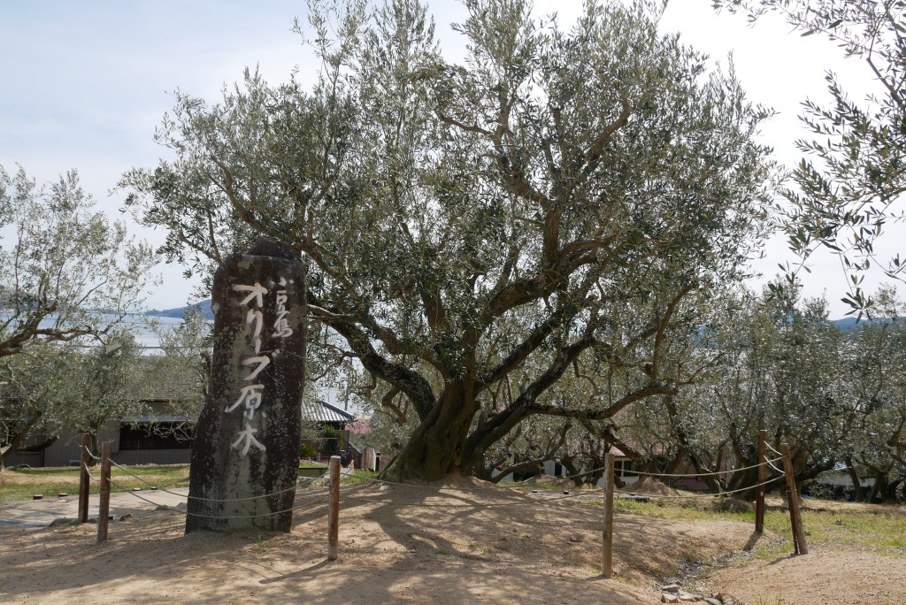 Old and modern history of olives crop in Japan – In Olio Veritas